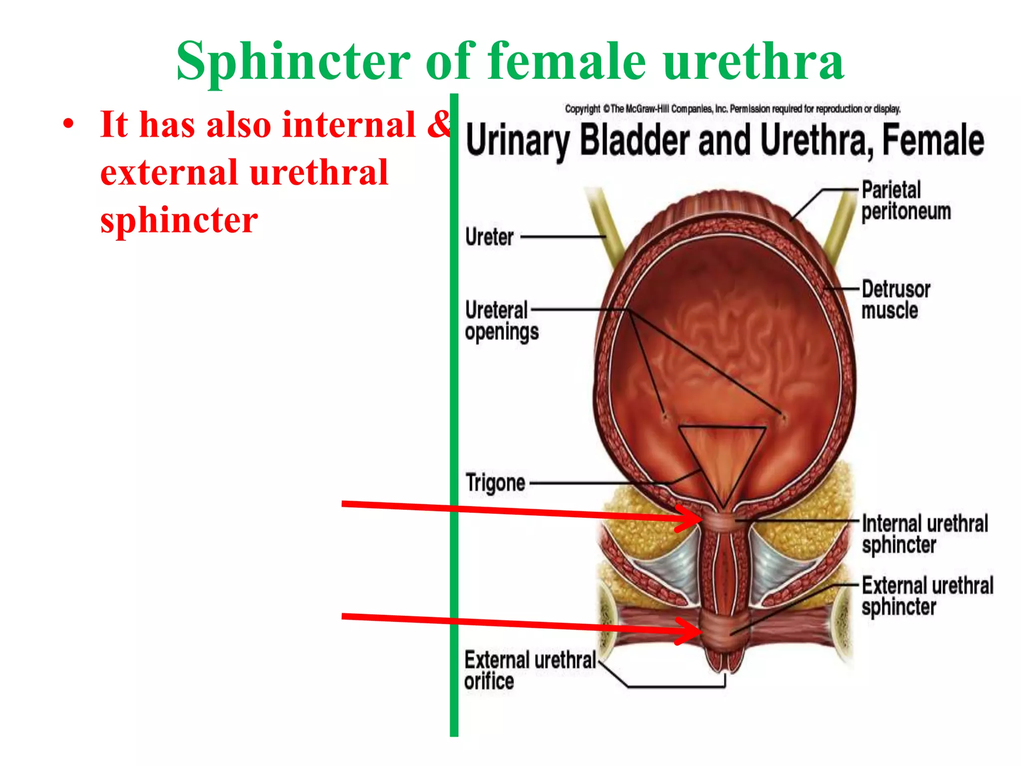 Urethra | PPTX