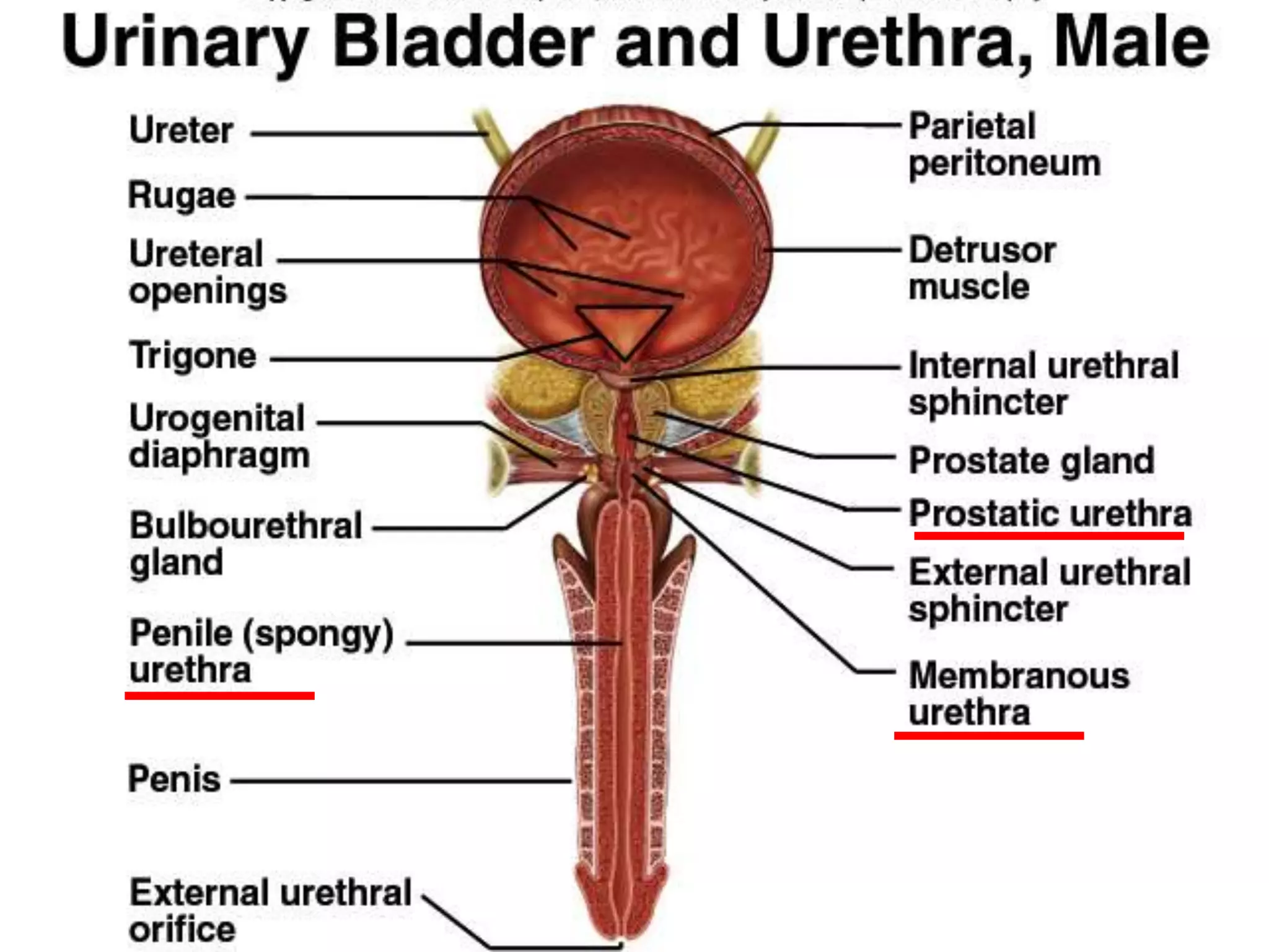 Urethra | PPTX