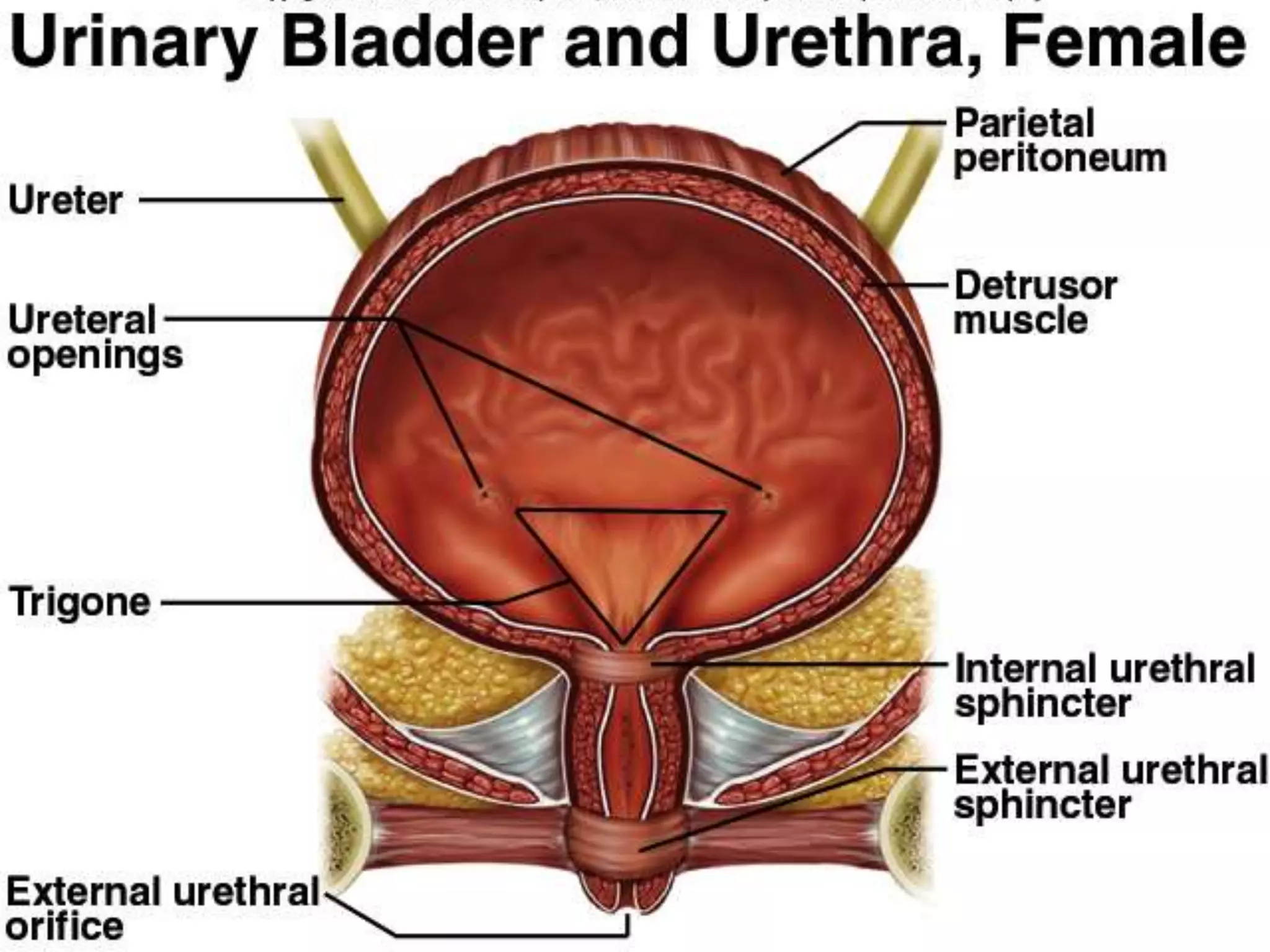 Urethra | PPTX