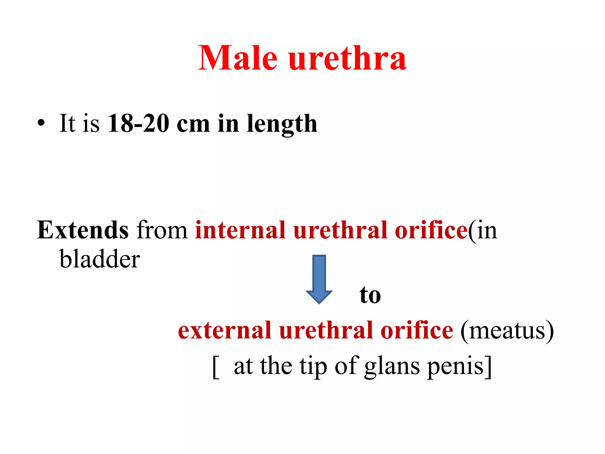Urethra | PPTX
