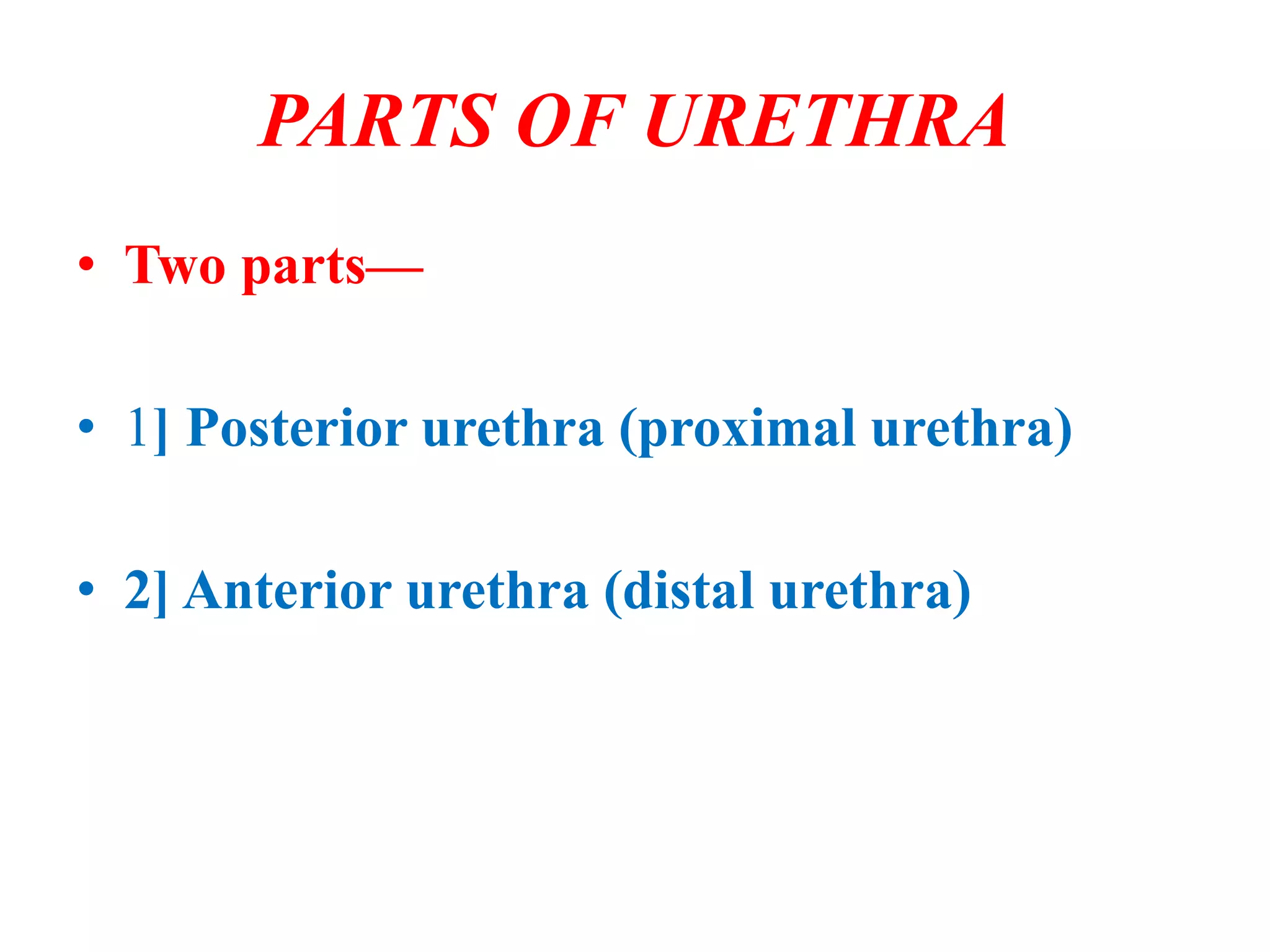 Urethra | PPTX