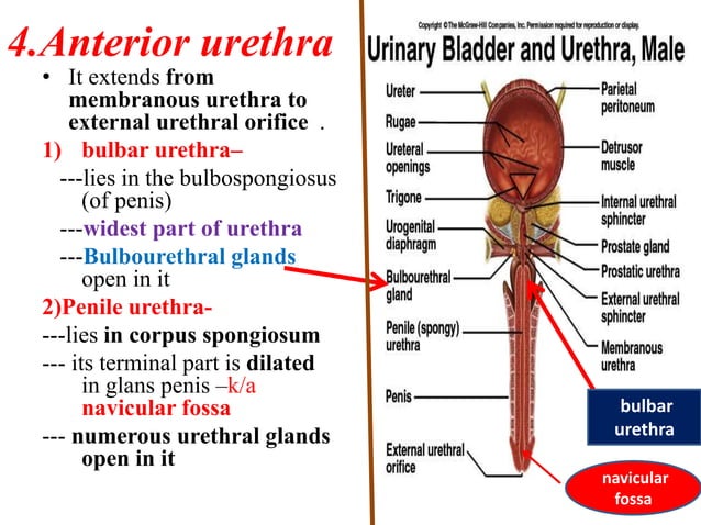 Urethra