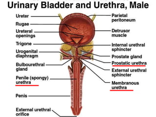 Urethral Crest