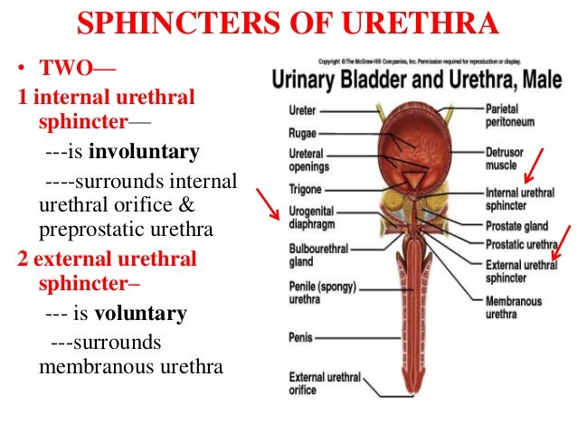 Urethra