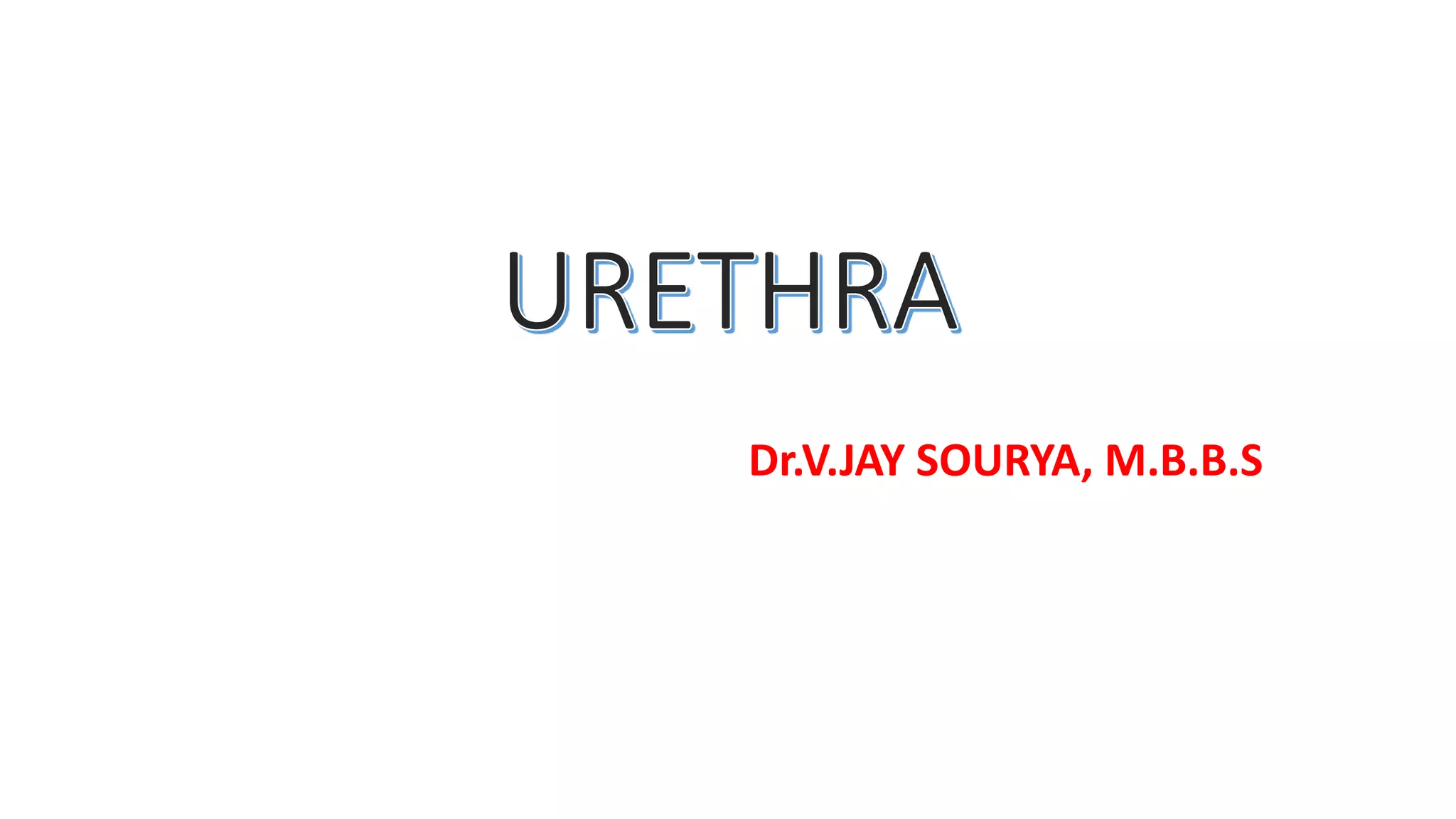 Urethra | PPTX