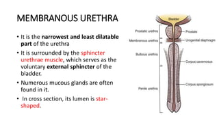Urethra | PPTX