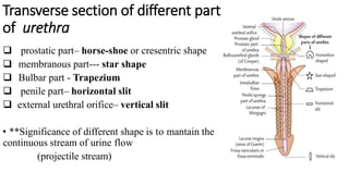 Urethra | PPTX