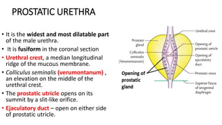 Urethral Crest