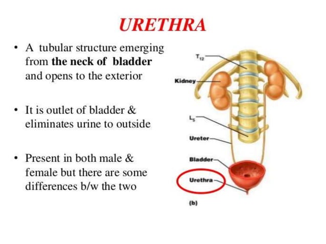 Urethra | PPTX