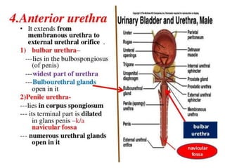 Urethra | PPT