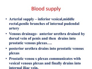 Urethra | PPTX
