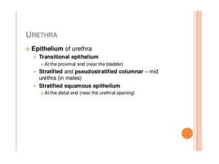 Urethra | PPT