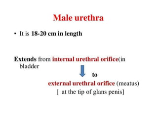 Urethra | PPT