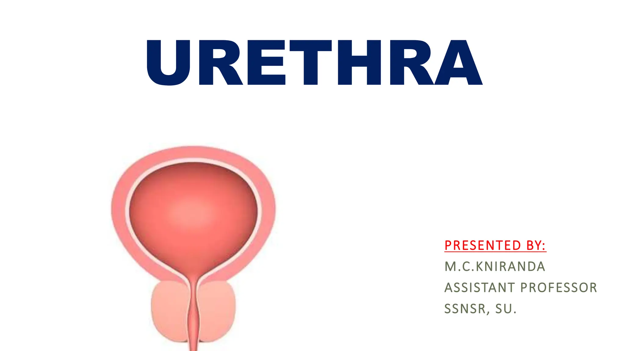 URETHRA.pptx