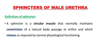 URETHRA.pptx