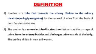 URETHRA.pptx