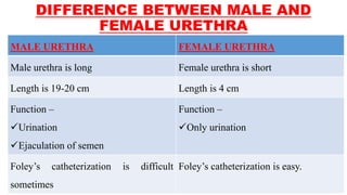 URETHRA.pptx
