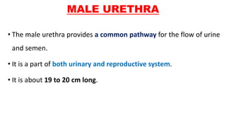 URETHRA.pptx