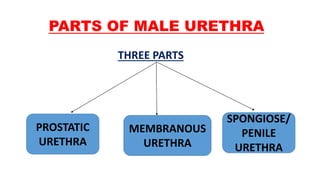 URETHRA.pptx