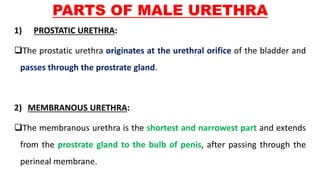 URETHRA.pptx