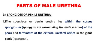 URETHRA.pptx