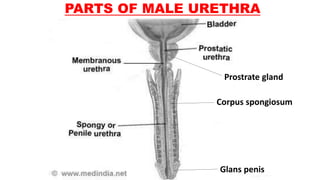 URETHRA.pptx