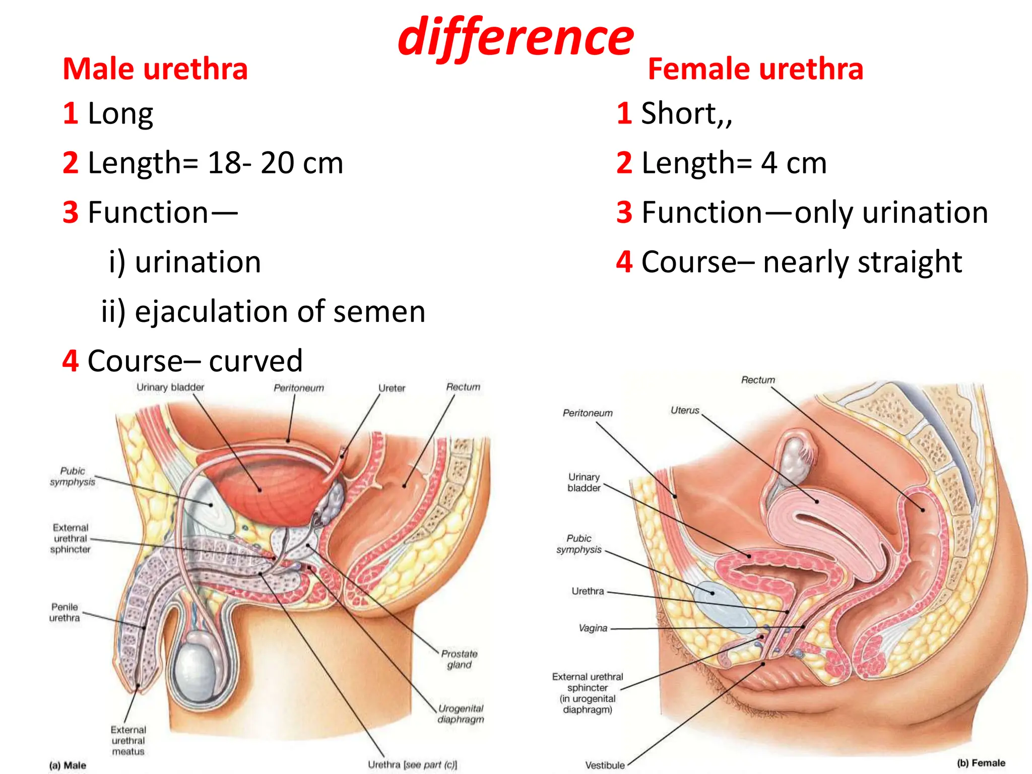 urethra.pptx for studen only dohn iininohub | PPTX