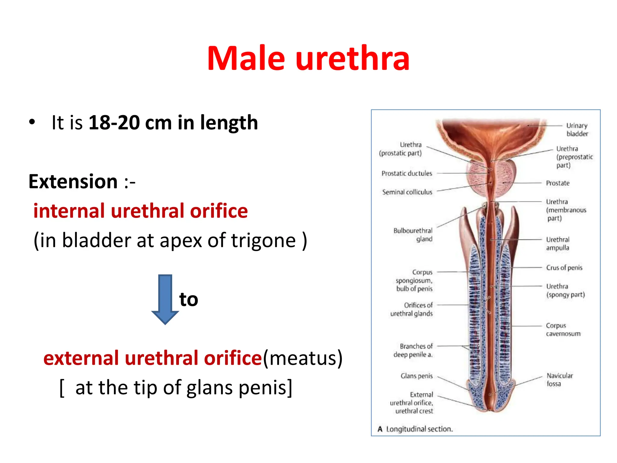 urethra.pptx for studen only dohn iininohub | PPTX