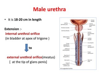 urethra.pptx for studen only dohn iininohub | PPT