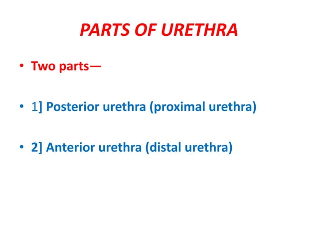 urethra.pptx for studen only dohn iininohub | PPT