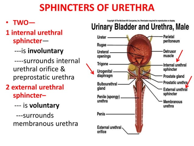 urethra.pptx for studen only dohn iininohub | PPT