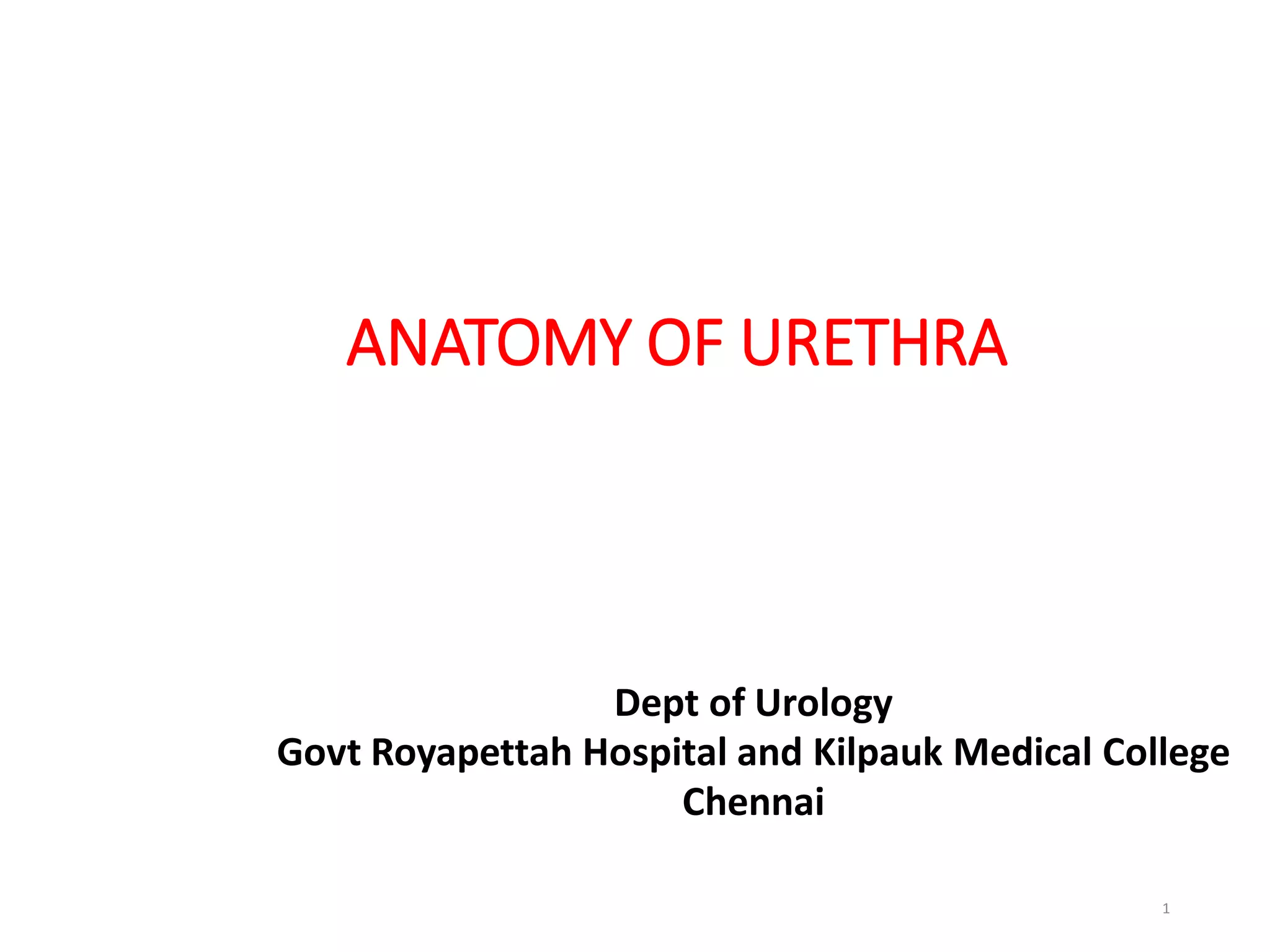 Urethra anatomy 1 | PDF