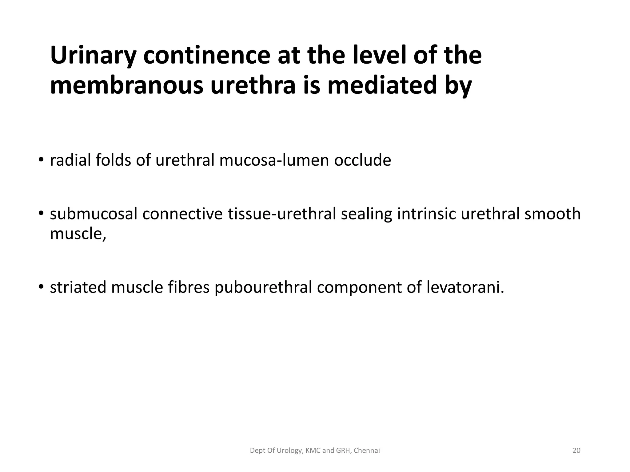 Urethra anatomy 1 | PDF