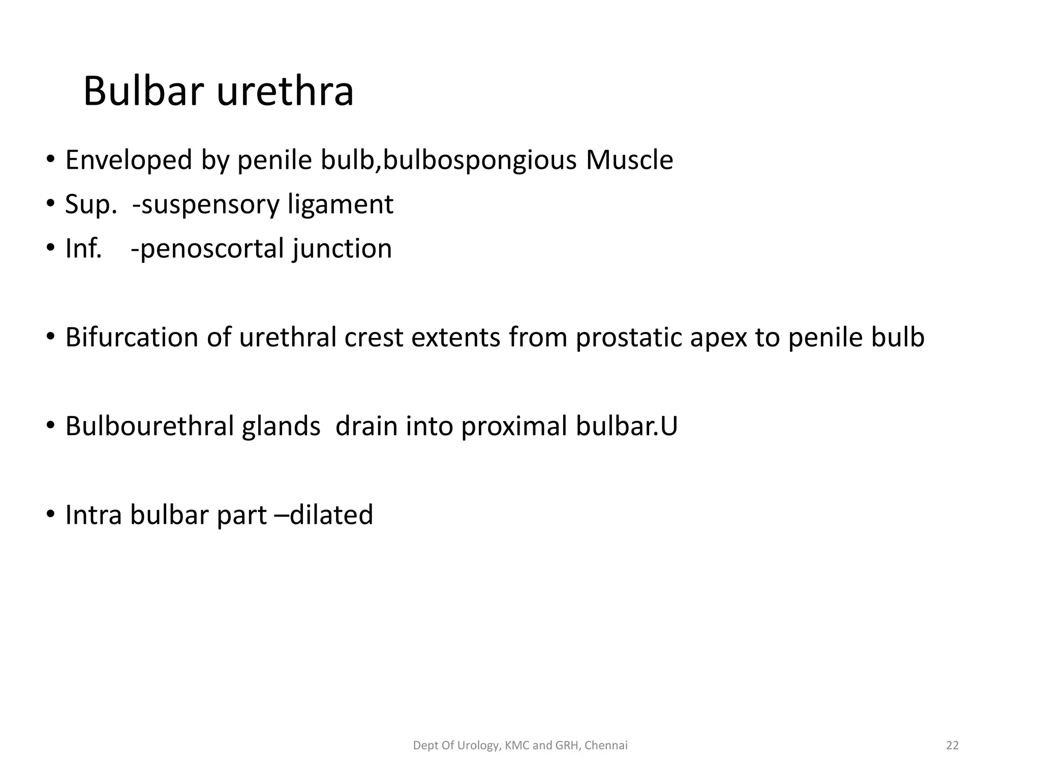 Urethra anatomy 1 | PDF