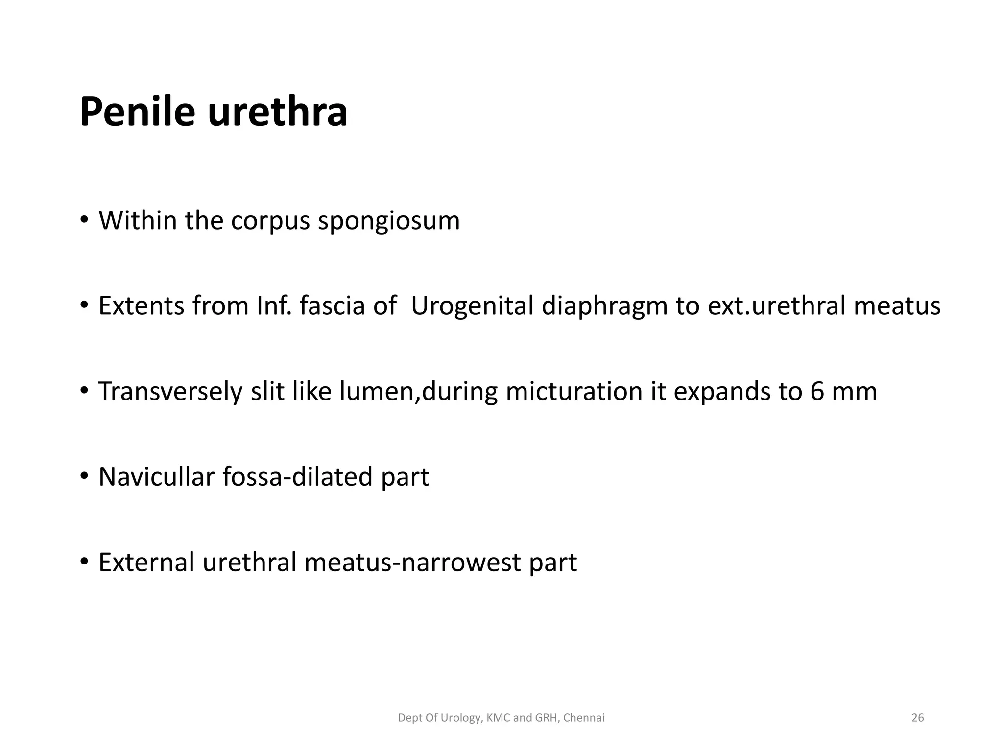 Urethra anatomy 1 | PDF