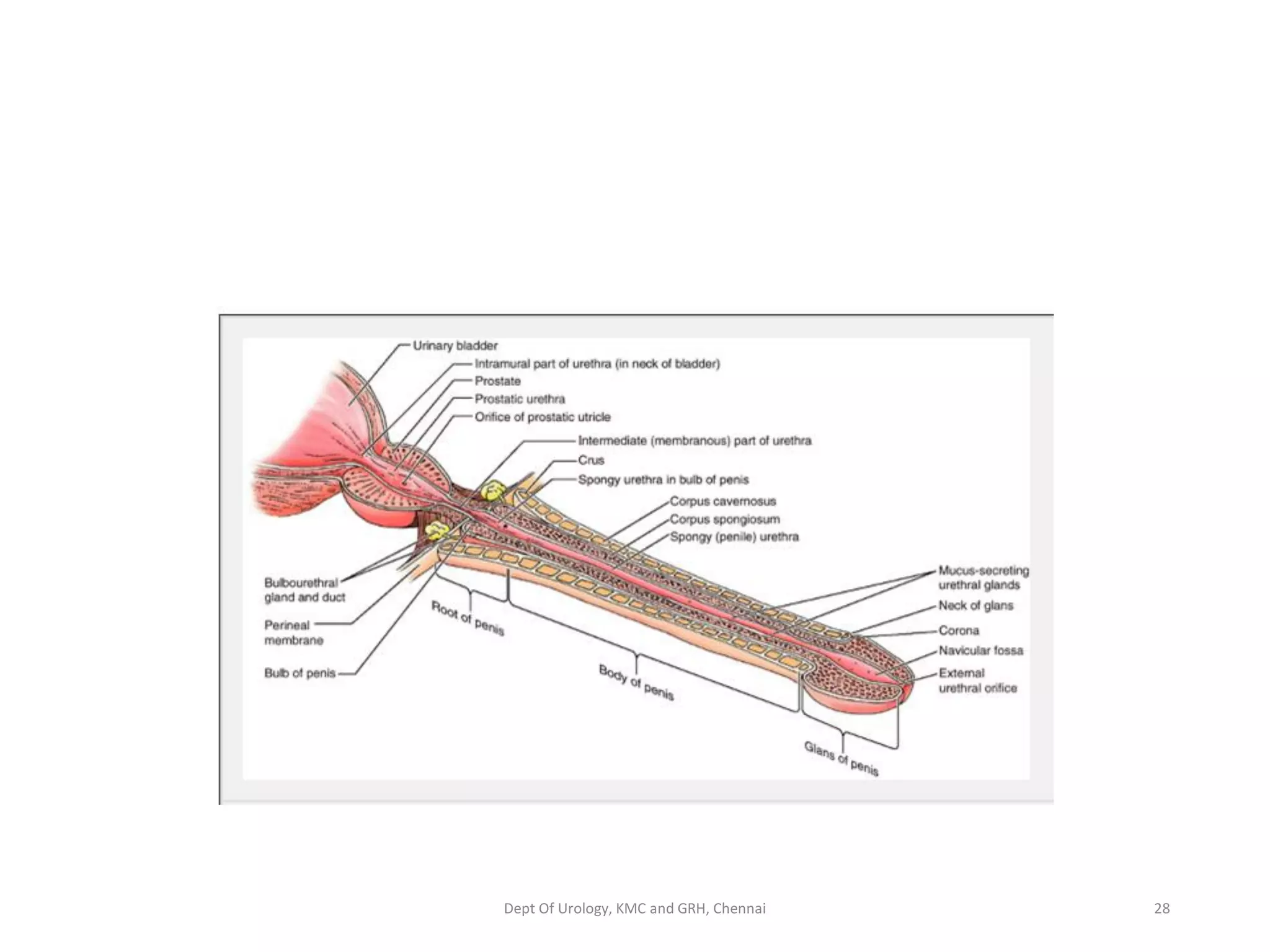Urethra anatomy 1 | PDF
