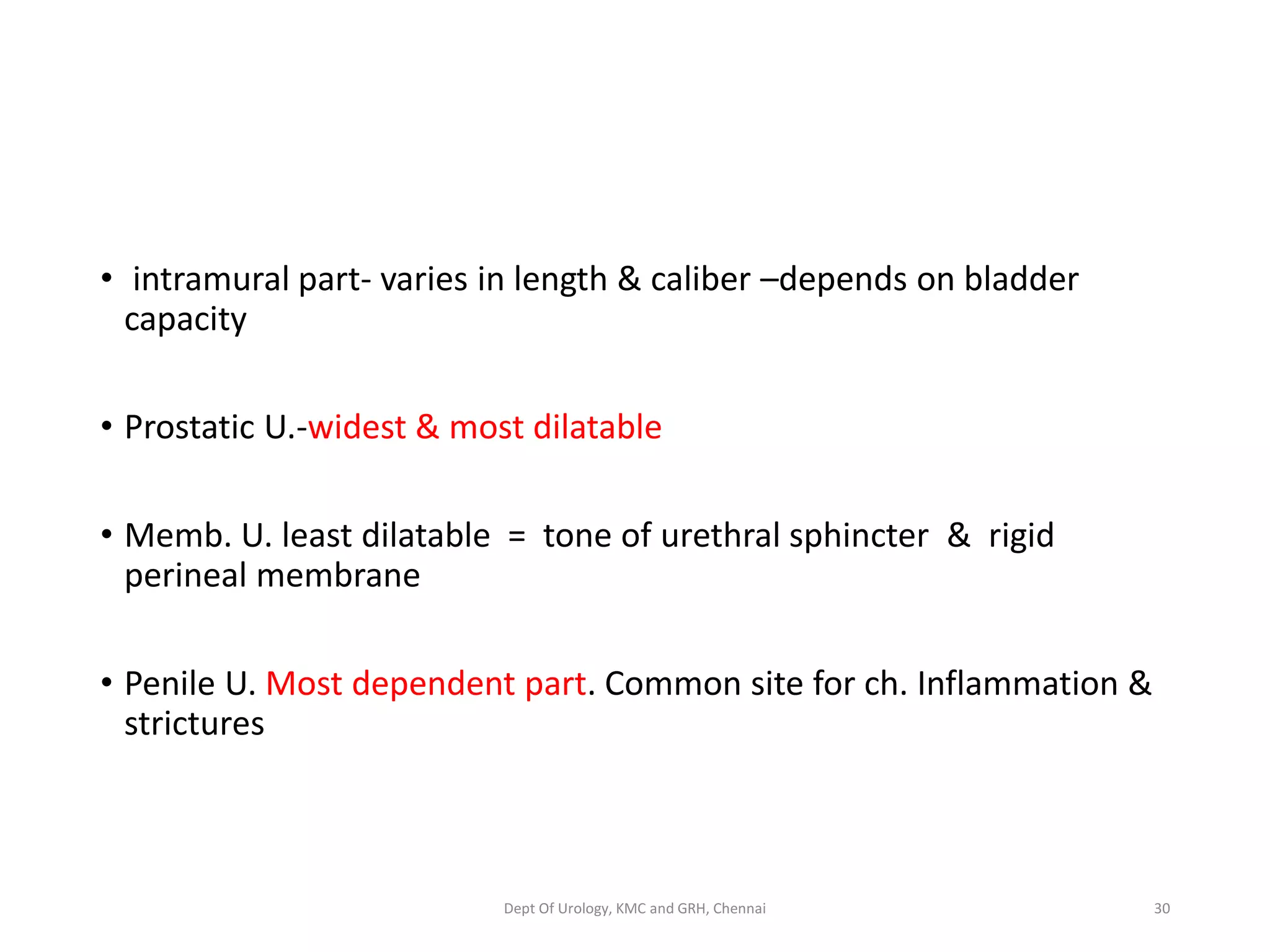 Urethra anatomy 1 | PDF
