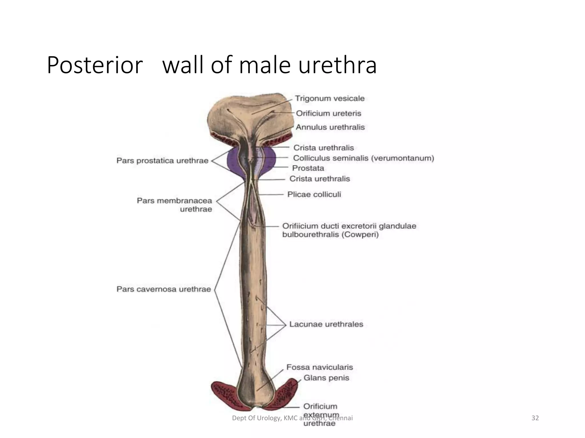 Urethra anatomy 1 | PDF
