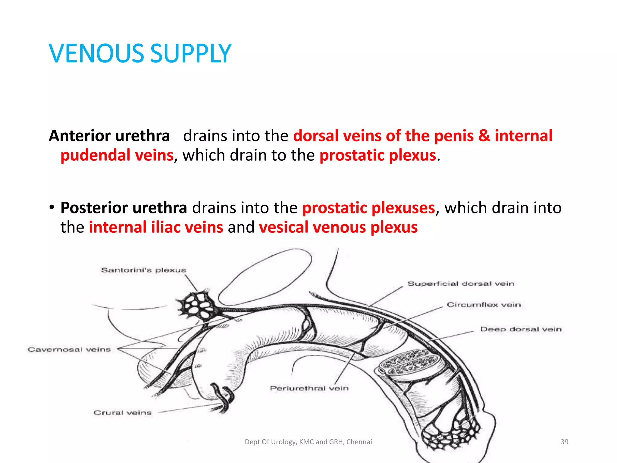 Urethra anatomy 1 | PDF