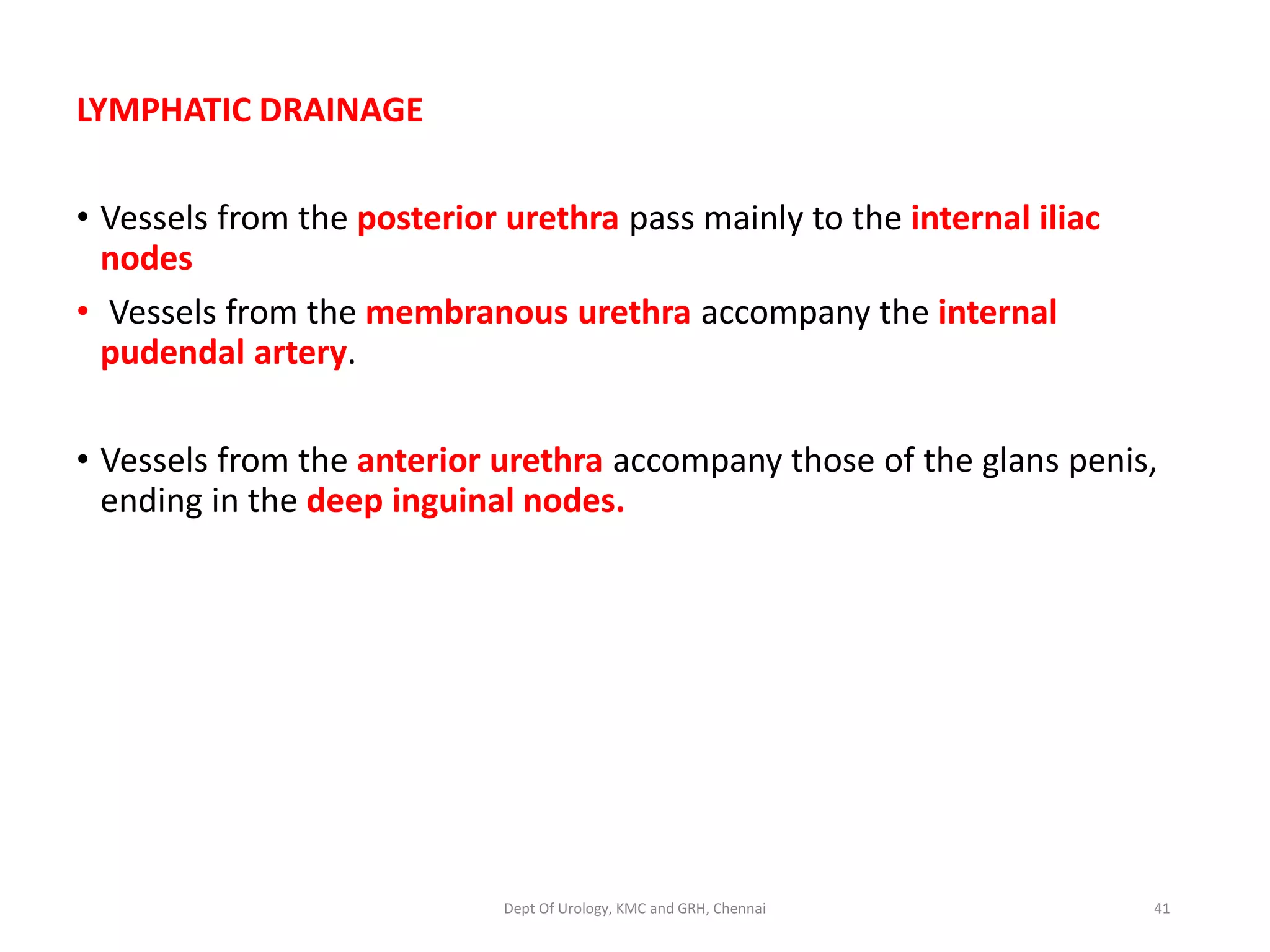 Urethra anatomy 1 | PDF
