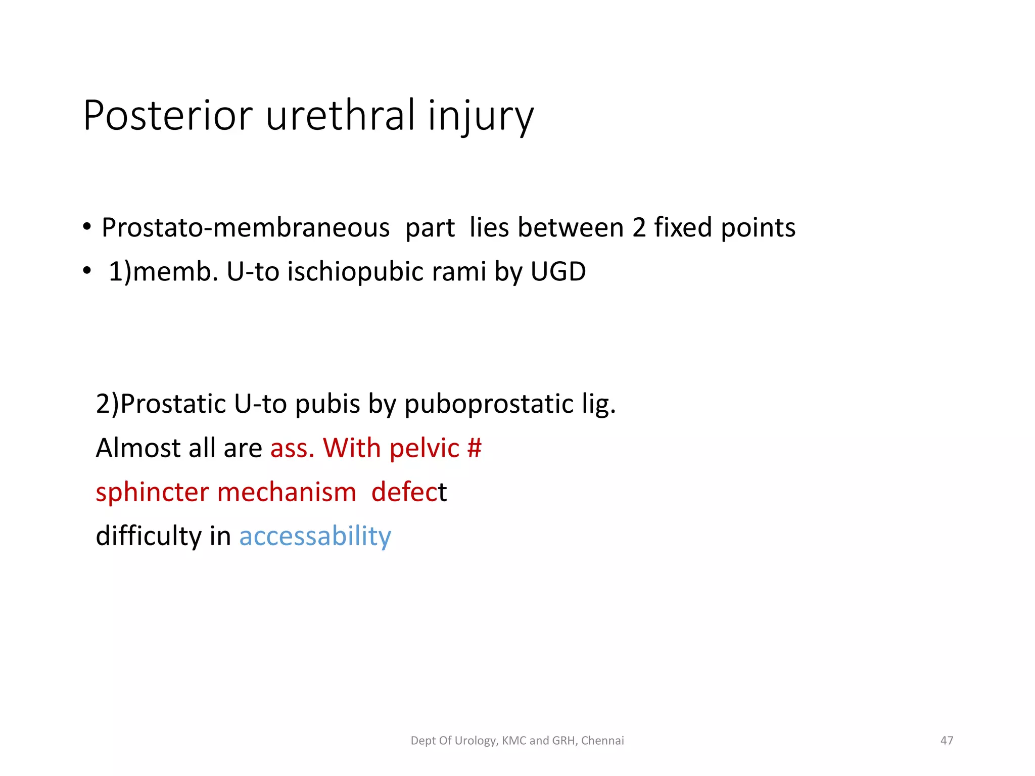 Urethra anatomy 1 | PDF