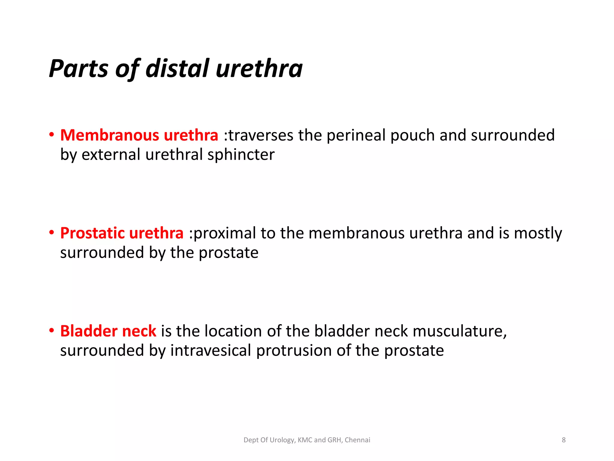 Urethra anatomy 1 | PDF