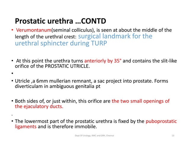 Urethra anatomy 1 | PDF | Sexual Health | Diseases and Conditions