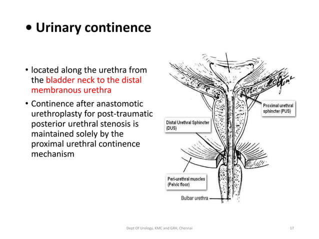 Urethra anatomy 1 | PDF | Sexual Health | Diseases and Conditions