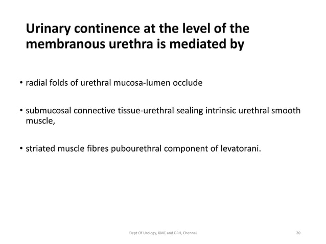 Urethra anatomy 1 | PDF | Sexual Health | Diseases and Conditions