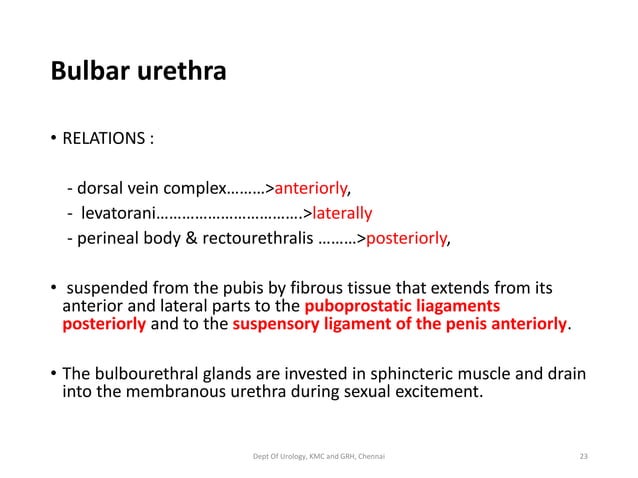 Urethra anatomy 1 | PDF | Sexual Health | Diseases and Conditions