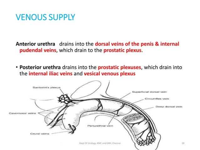 Urethra anatomy 1 | PDF | Sexual Health | Diseases and Conditions