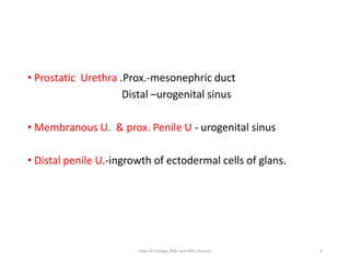 Urethra anatomy 1 | PDF
