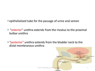 Urethra anatomy 1 | PDF