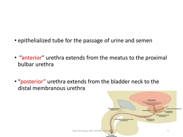Urethra anatomy 1 | PDF | Sexual Health | Diseases and Conditions